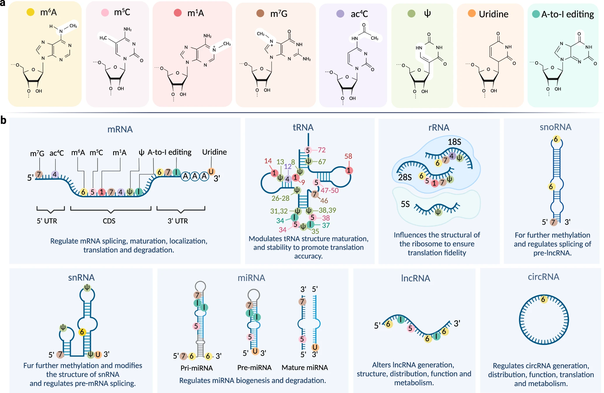 RNA Site